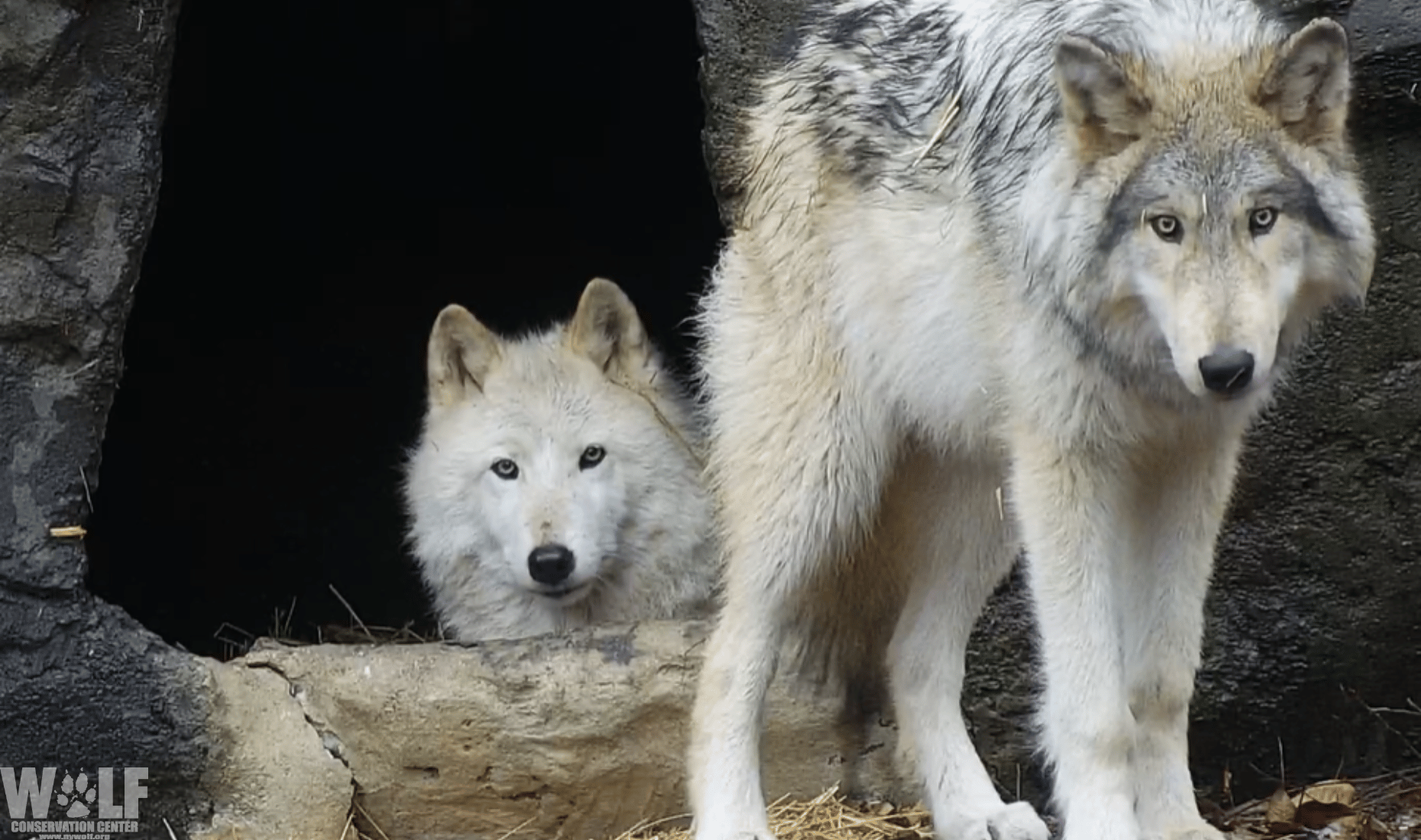 Action Center - Wolf Conservation Center