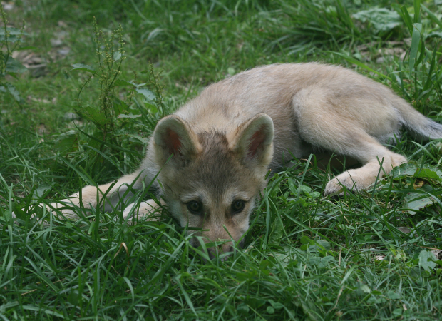 Email - We Need Your Help Naming the WCC's Newest Ambassador Pup - Wolf ...