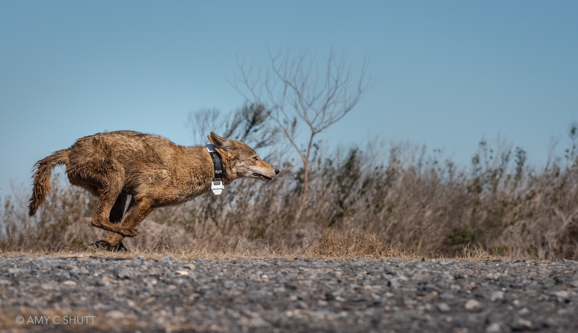 Email - Free Webinar: Reviving Red Wolf Ghosts - Wolf Conservation Center