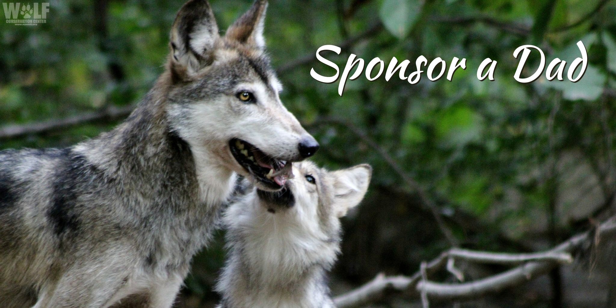 Email - Sponsor an Endangered Wolf Dad for Father's Day - Wolf ...