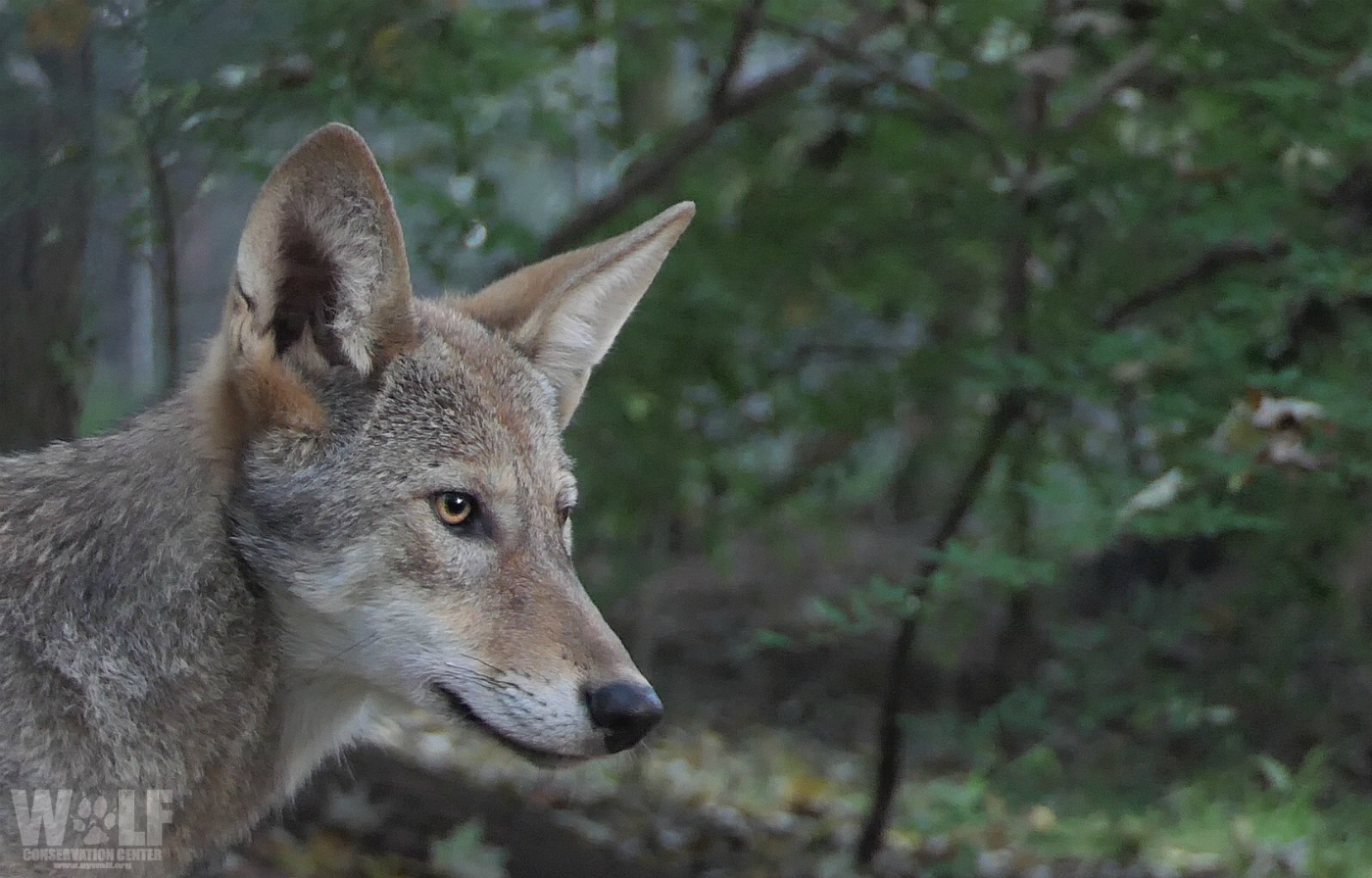 Email - Free Webinar: Searching for Red Wolf Ghosts - Wolf Conservation ...